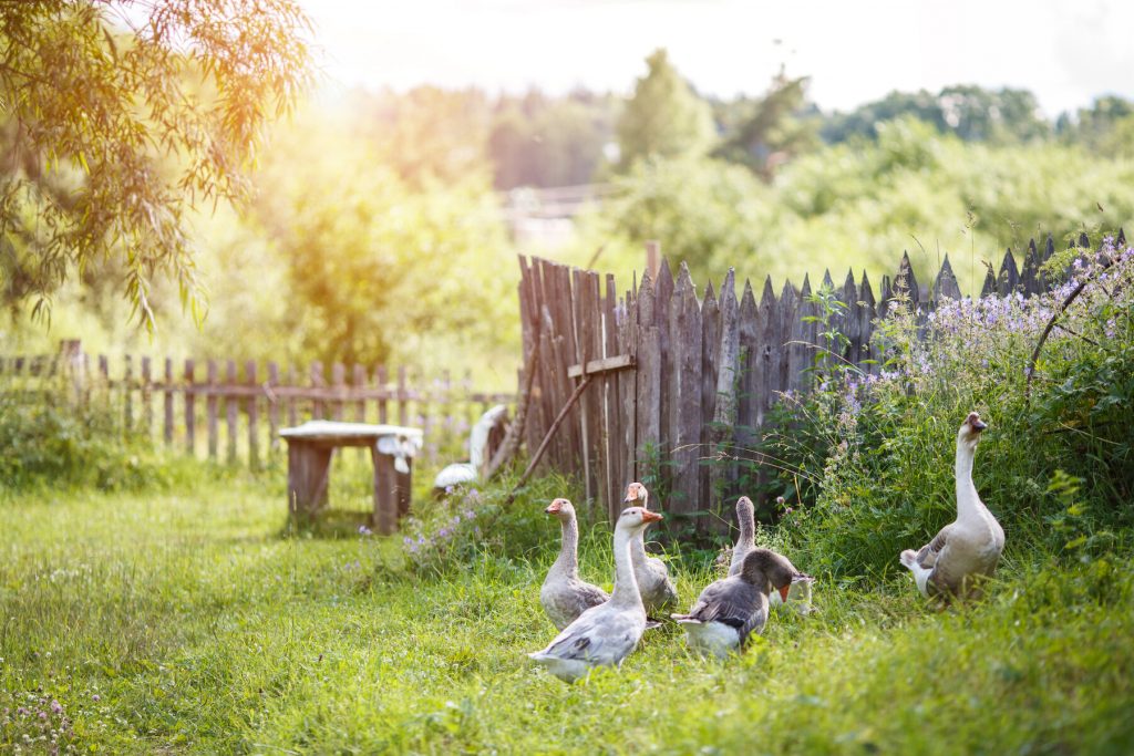 Why Keeping Geese on the Farm is Beneficial - Backyard Poultry